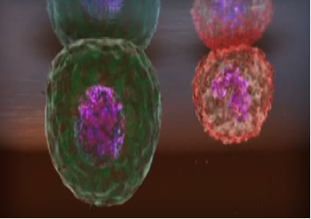 CELLSEARCH® | About CELLSEARCH® | How the CELLSEARCH® CTC Test Works?